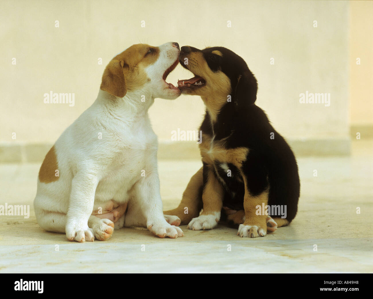 two half breed dogs puppies sitting Stock Photo - Alamy