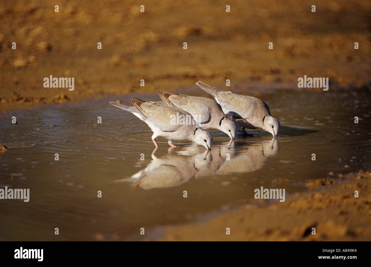 Ring-necked Dove (Streptopelia capicola), Three doves drinking Stock ...