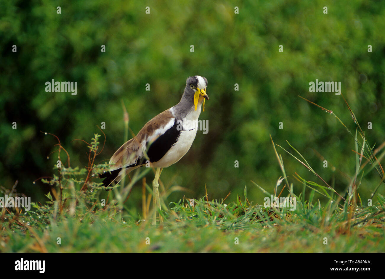 white crowned plover Vanellus albiceps Stock Photo - Alamy