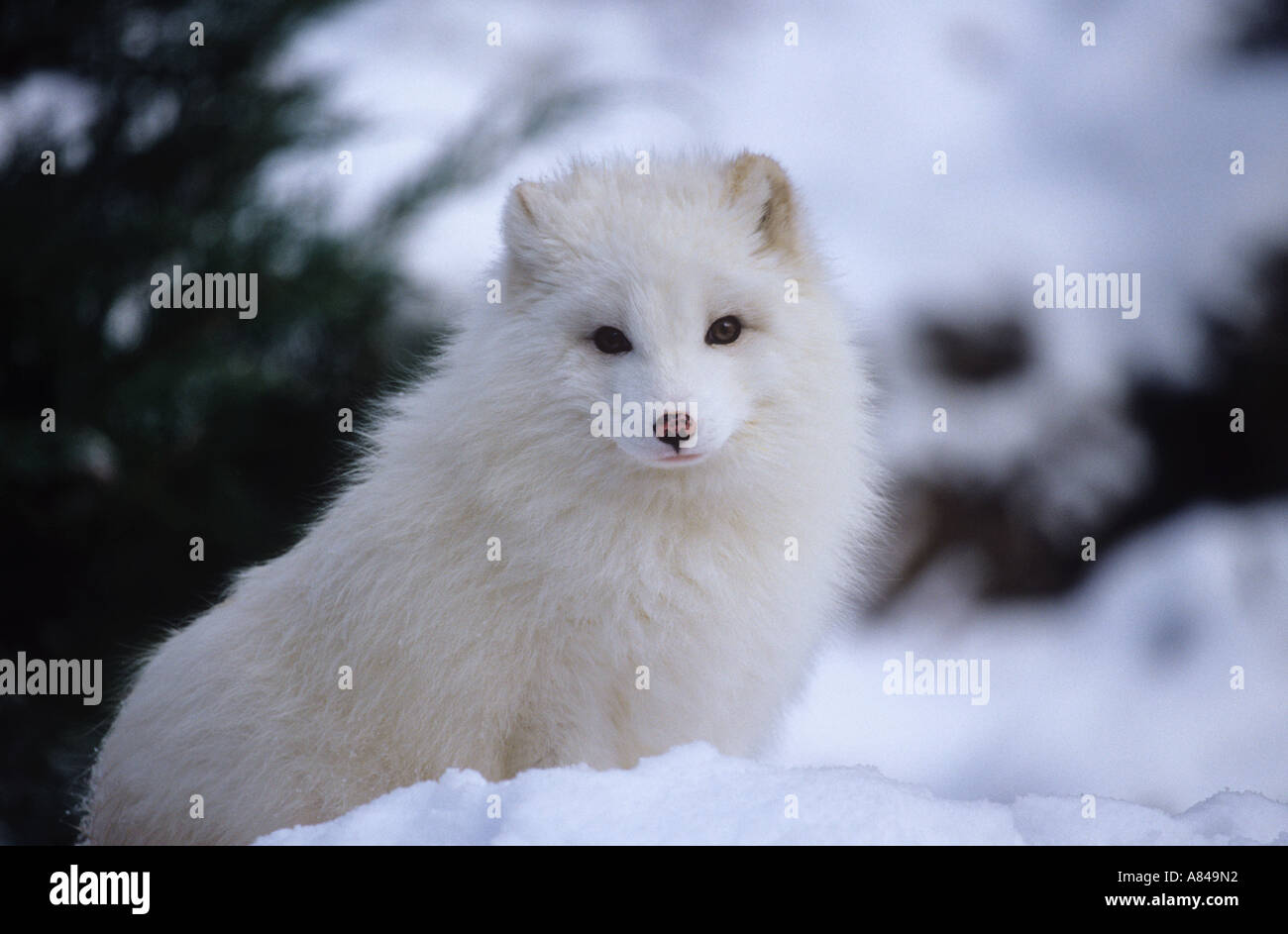 Arctic foxes adult hi-res stock photography and images - Alamy