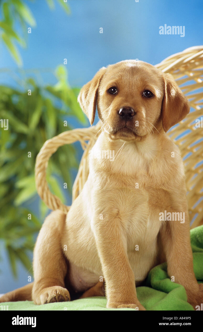 Labrador Retriever puppy sitting Stock Photo - Alamy