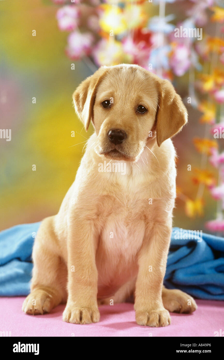 Labrador Retriever puppy sitting Stock Photo - Alamy