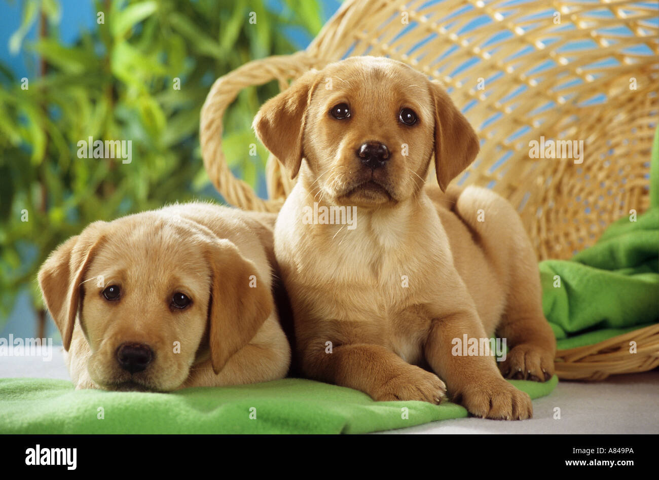 two Labrador Retriever puppies lying Stock Photo - Alamy