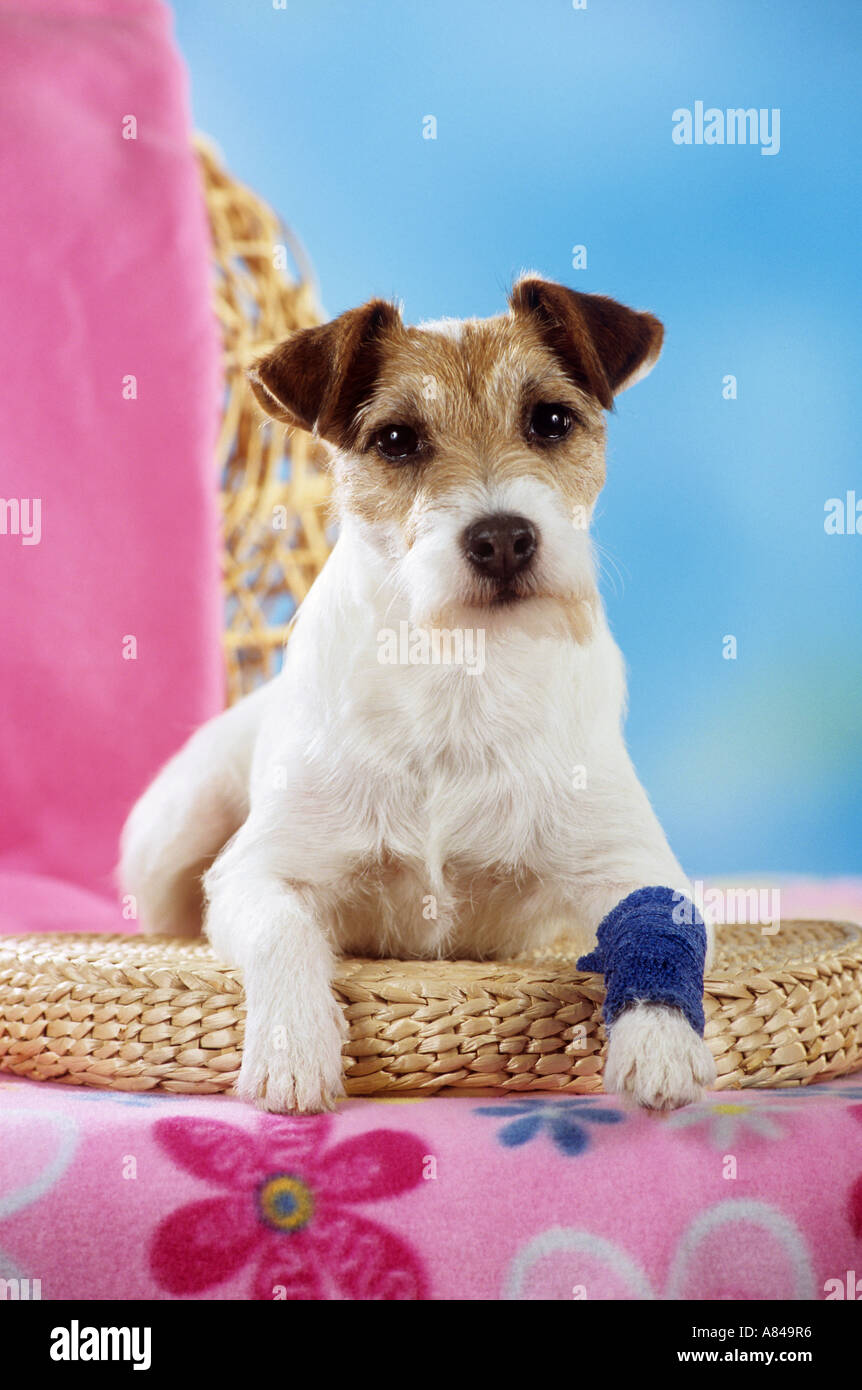 Pardon Jack Russell Terrier with bandaged paw Stock Photo - Alamy