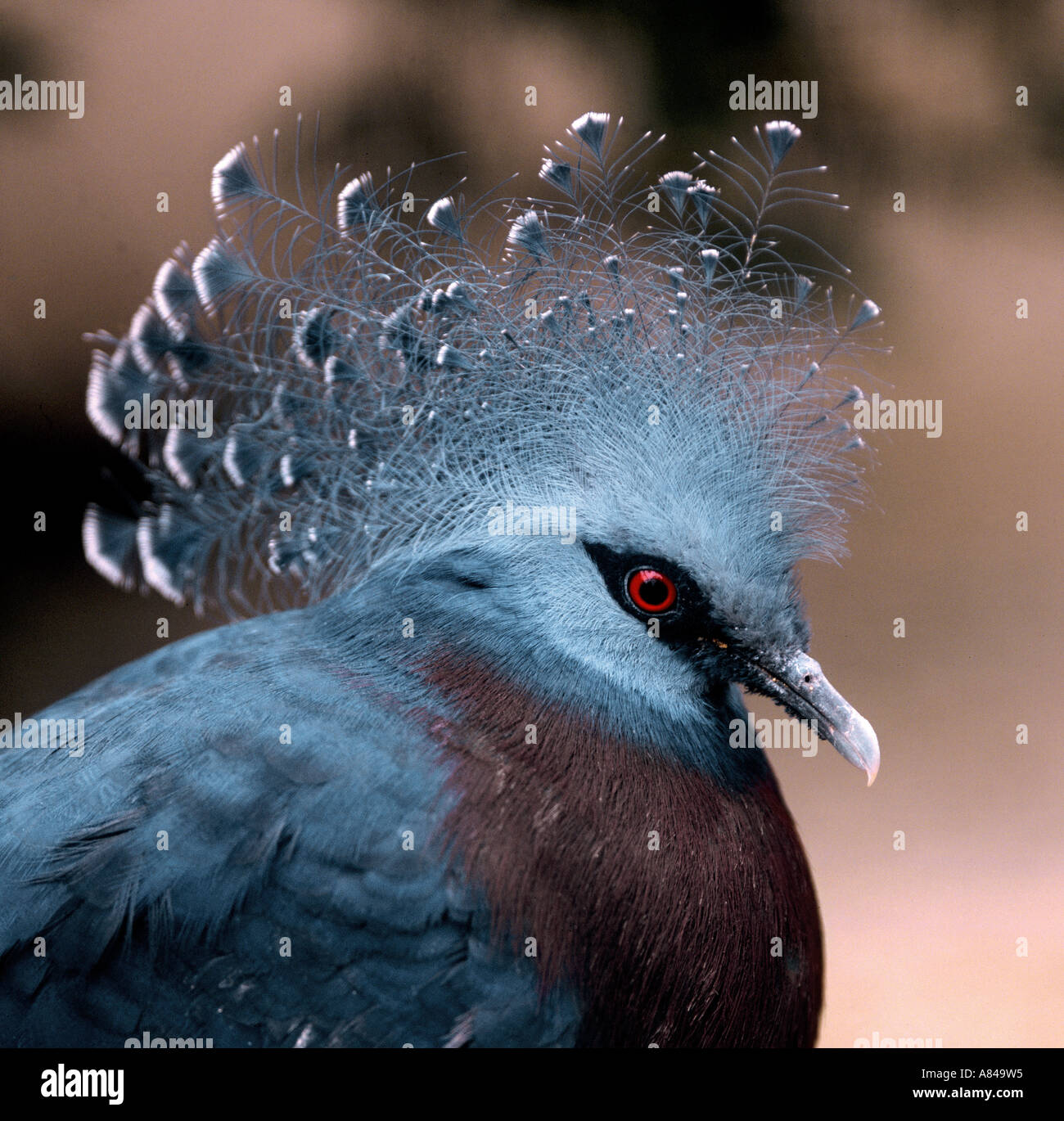 blue crowned pigeon portrait Goura cristata Stock Photo - Alamy