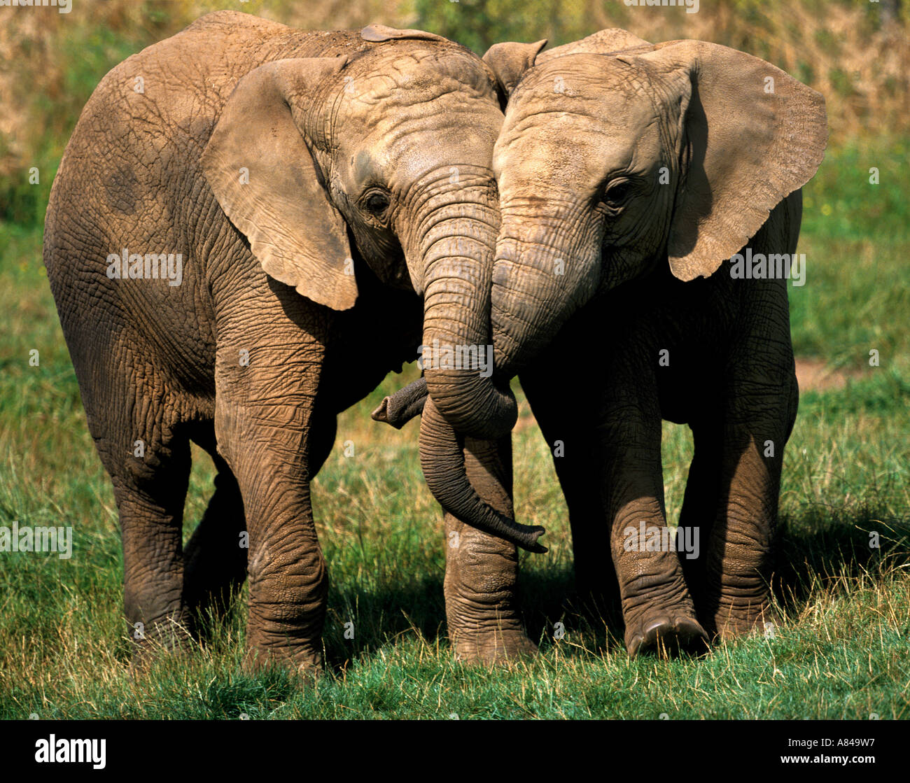Two elephant calves playing hi-res stock photography and images - Alamy