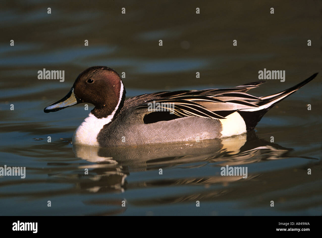 Drake northern pintails hi-res stock photography and images - Alamy