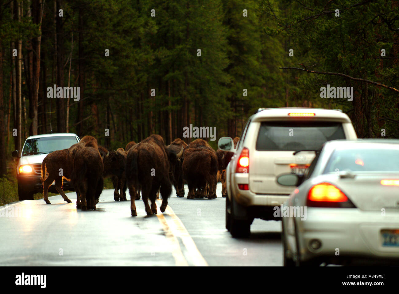 Bison blocking road hi-res stock photography and images - Alamy