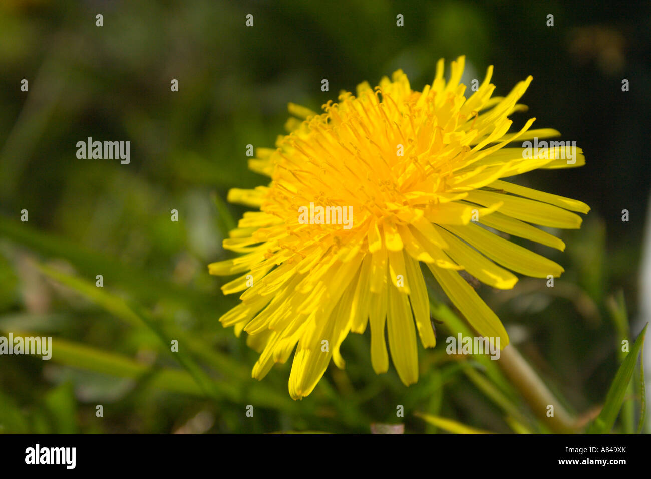 Taproot flower hi-res stock photography and images - Alamy Taproot flower hi-res stock photography and images - Alamy