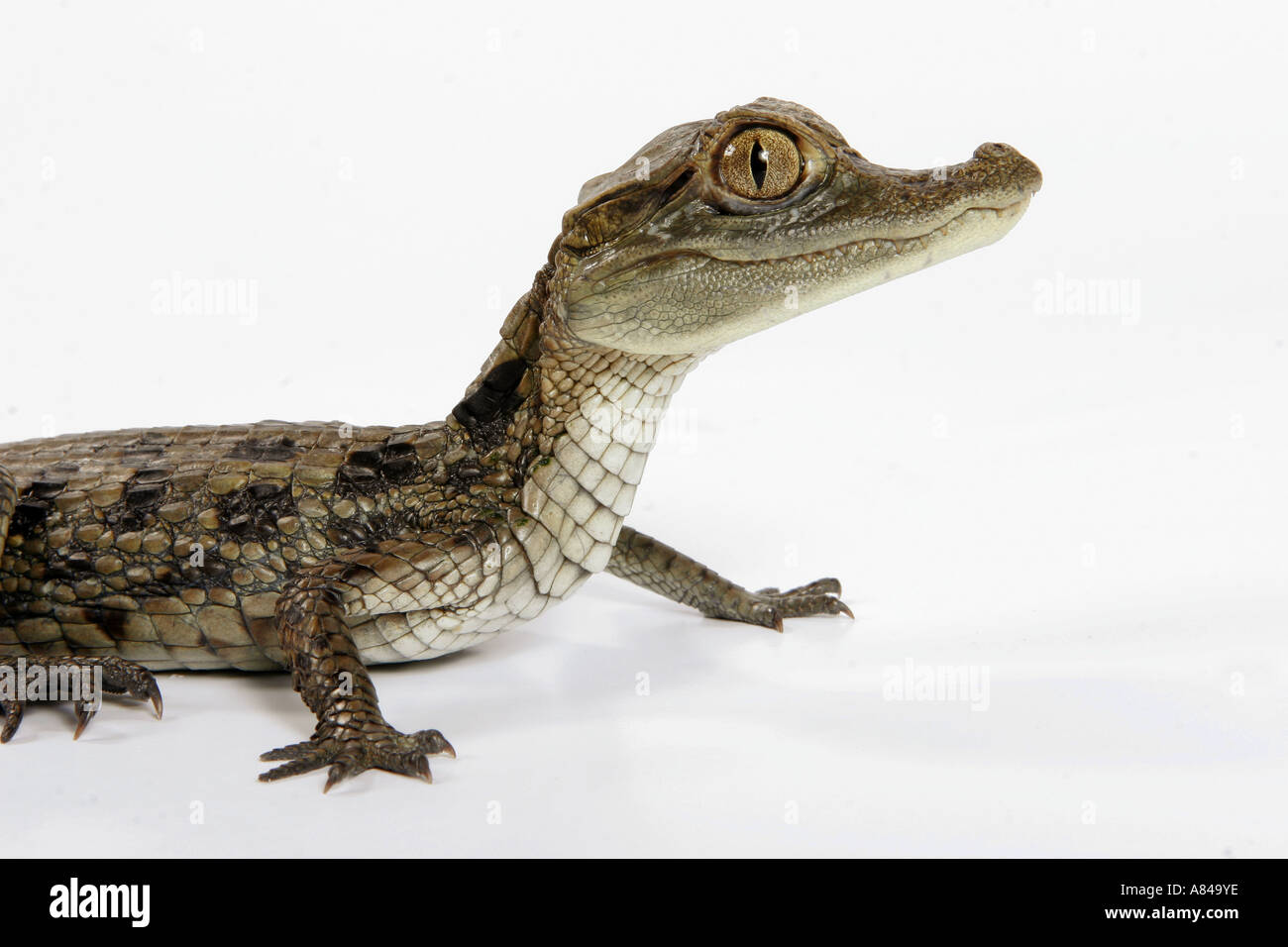 young spectacled caiman cut out Caiman crocodilus Stock Photo - Alamy