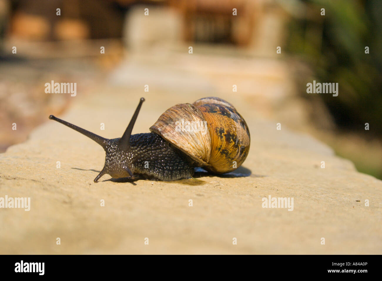 English garden snail hi-res stock photography and images - Alamy