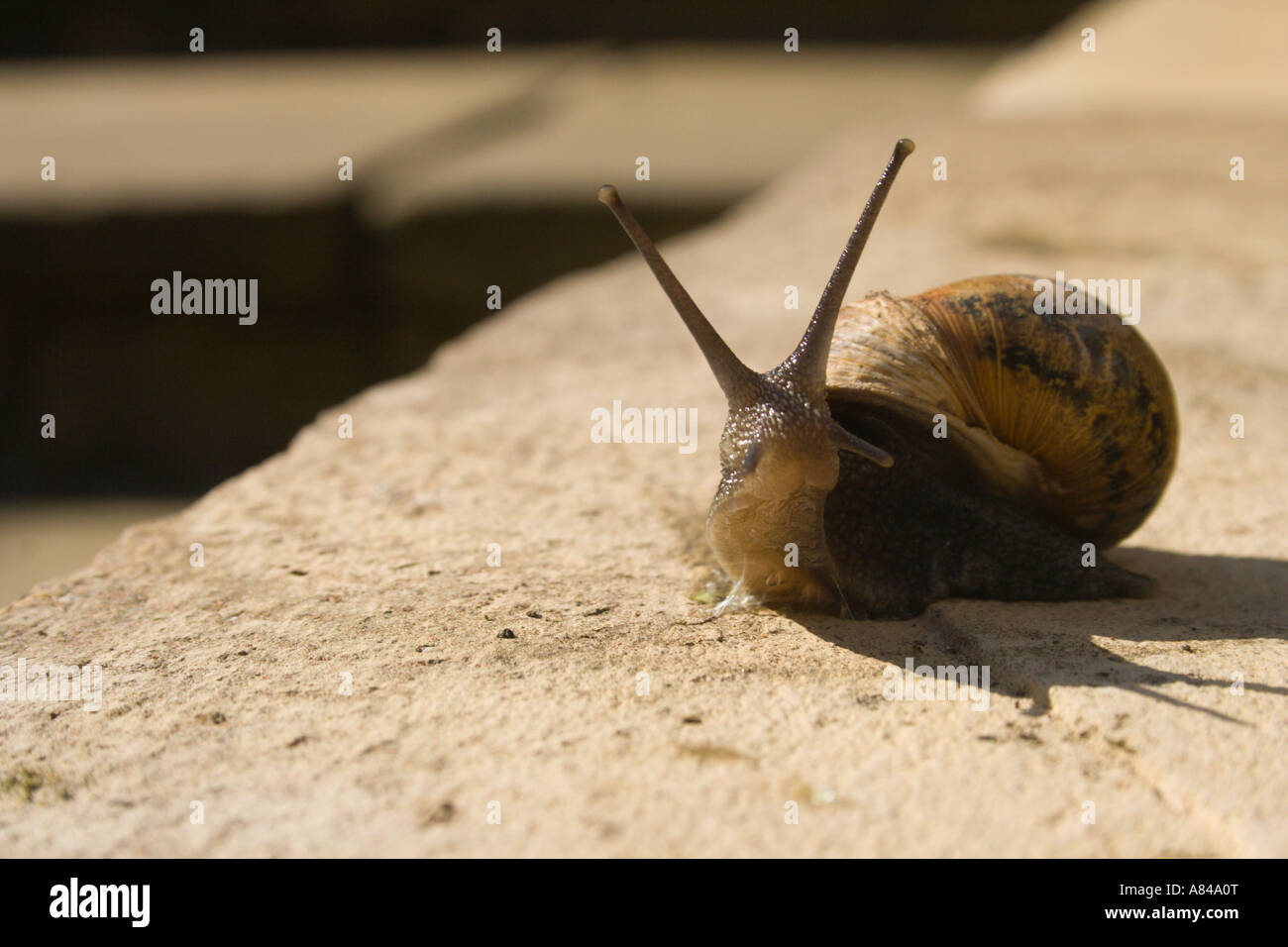 English garden snail hi-res stock photography and images - Alamy