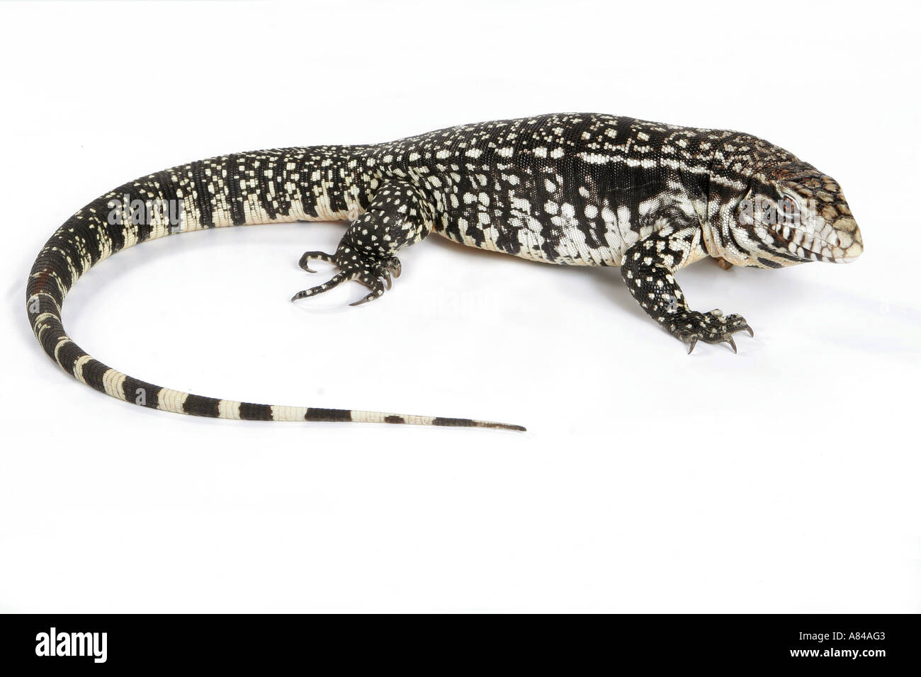 Argentine black and white tegu (Tupinambis merianae merianae). Adult ...