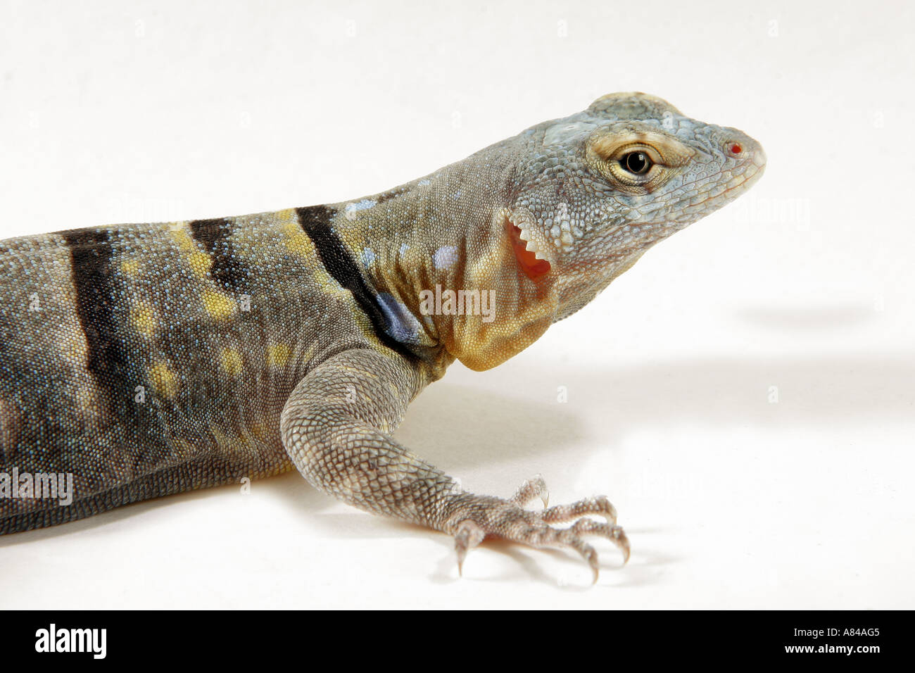 San Lucan Rock Lizard cut out Petrosaurus thalassinus Stock Photo - Alamy