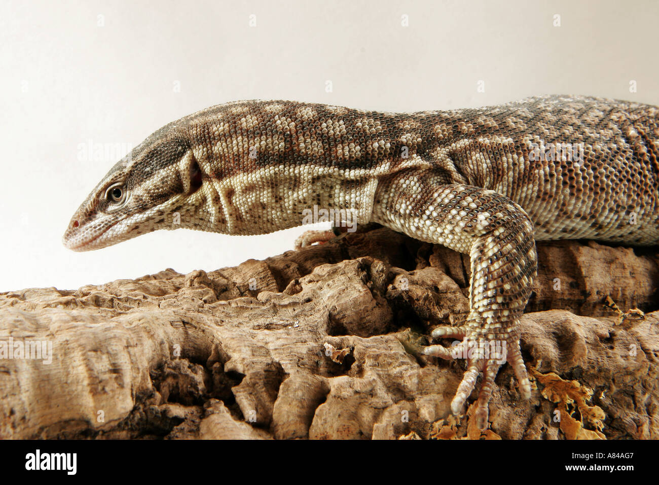 spiny tailed pygmy monitor Varanus acanthurus Stock Photo - Alamy