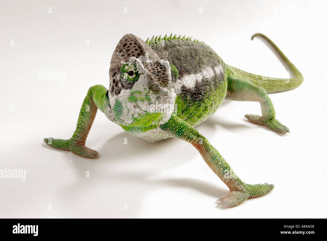Warty Chameleon (Furcifer verrucosus), adult standing. Studio picture ...