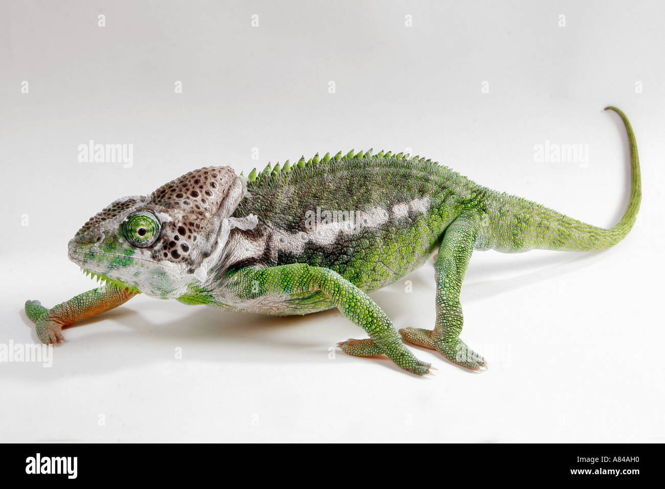 Warty Chameleon (Furcifer verrucosus), adult walking. Studio picture ...