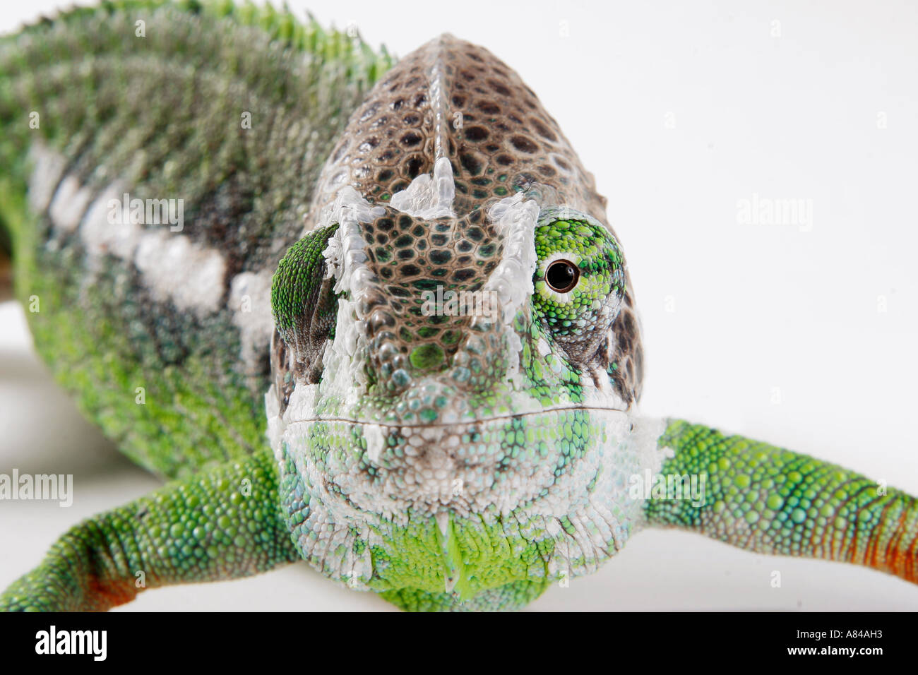 Warty Chameleon (Furcifer verrucosus), portrait. Studio picture against ...