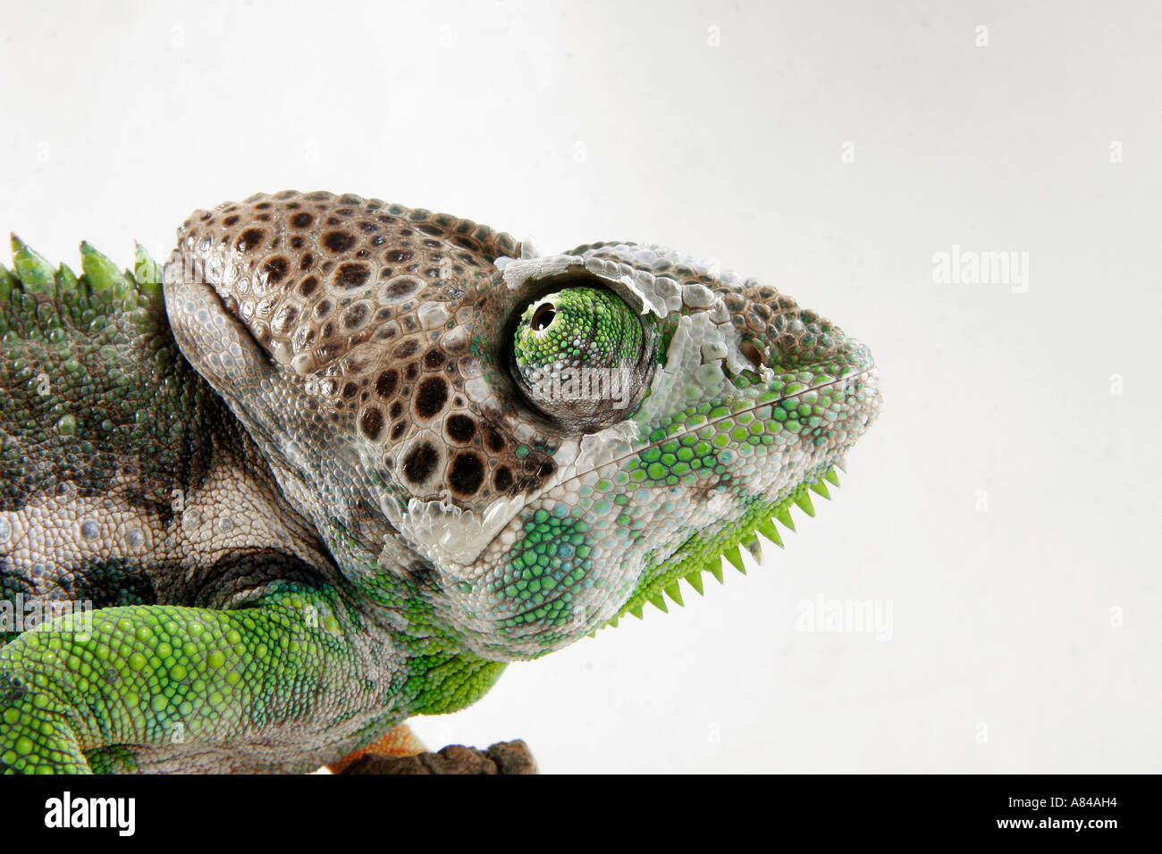 Warty Chameleon (Furcifer verrucosus), portrait. Studio picture against ...