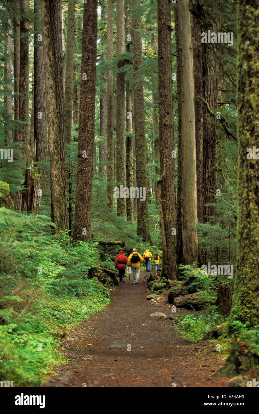 Hikers on Sol Duc Falls Trail through Douglas Fir trees forest Olympic ...