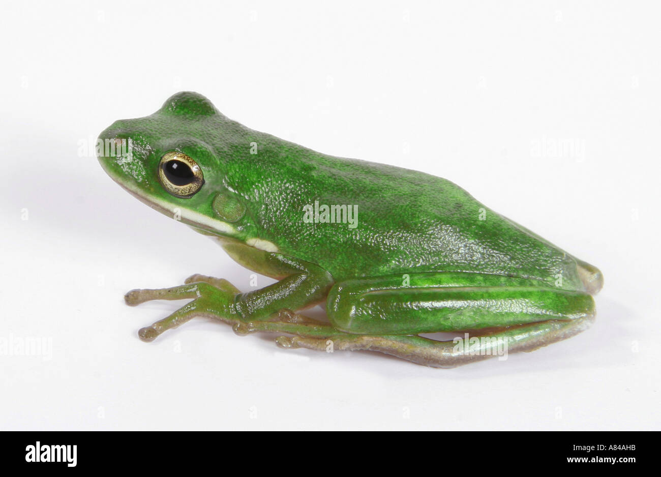 Green treefrogs hyla cinerea hi-res stock photography and images - Alamy