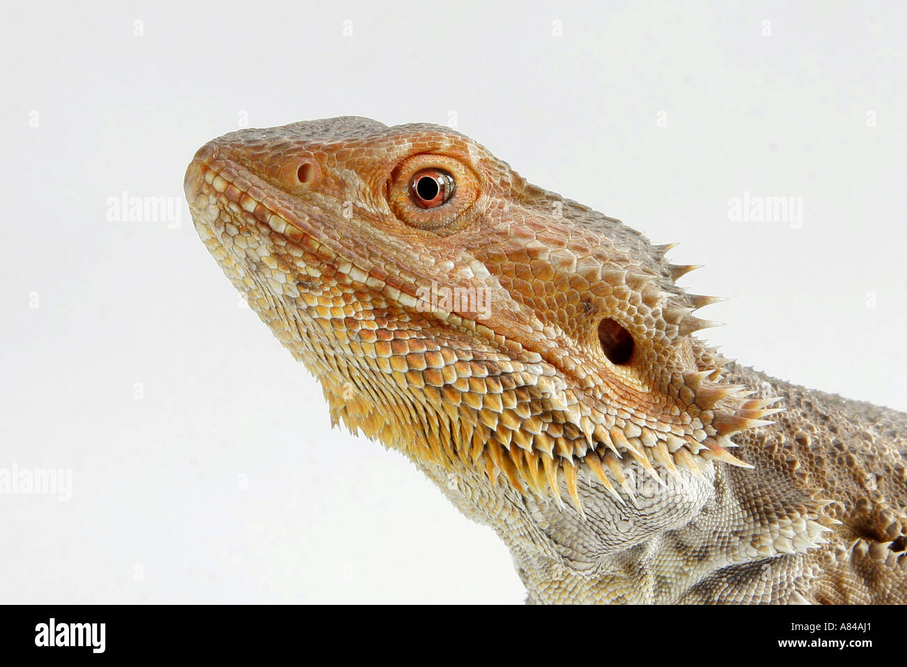 Central Bearded Dragon, Inland Bearded Dragon (Pogona vitticeps ...