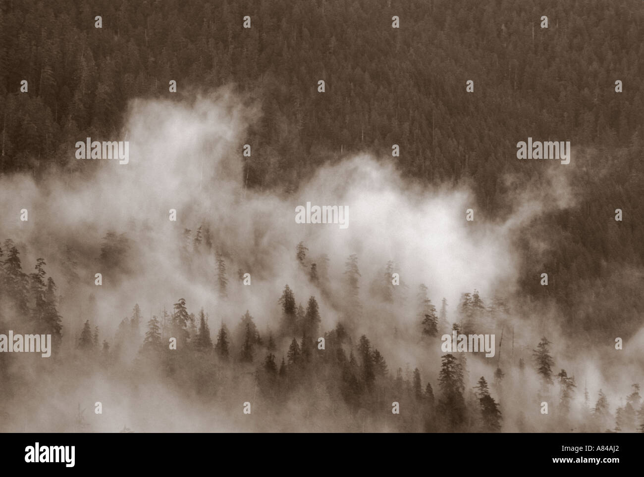 Forest fog above Hoh River from Spruce Nature Trail Olympic National ...