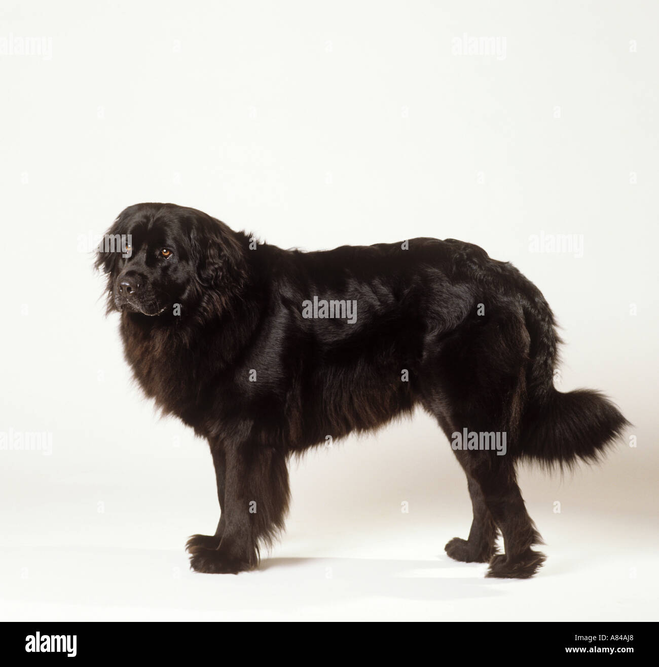 Newfoundland dog - standing - cut out Stock Photo - Alamy