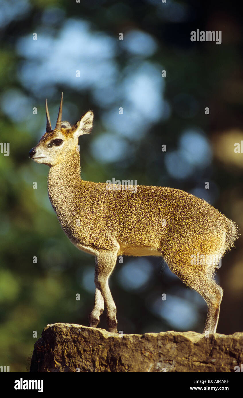 Klippspringer hi-res stock photography and images - Alamy