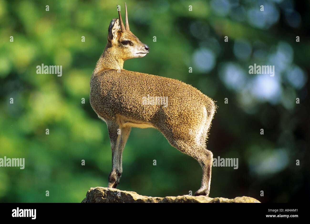 Klippspringer hi-res stock photography and images - Alamy