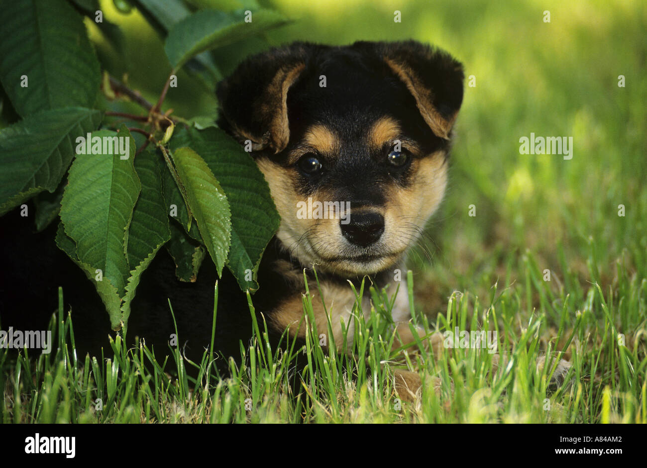 Hovawart dog puppy lying on meadow Stock Photo - Alamy