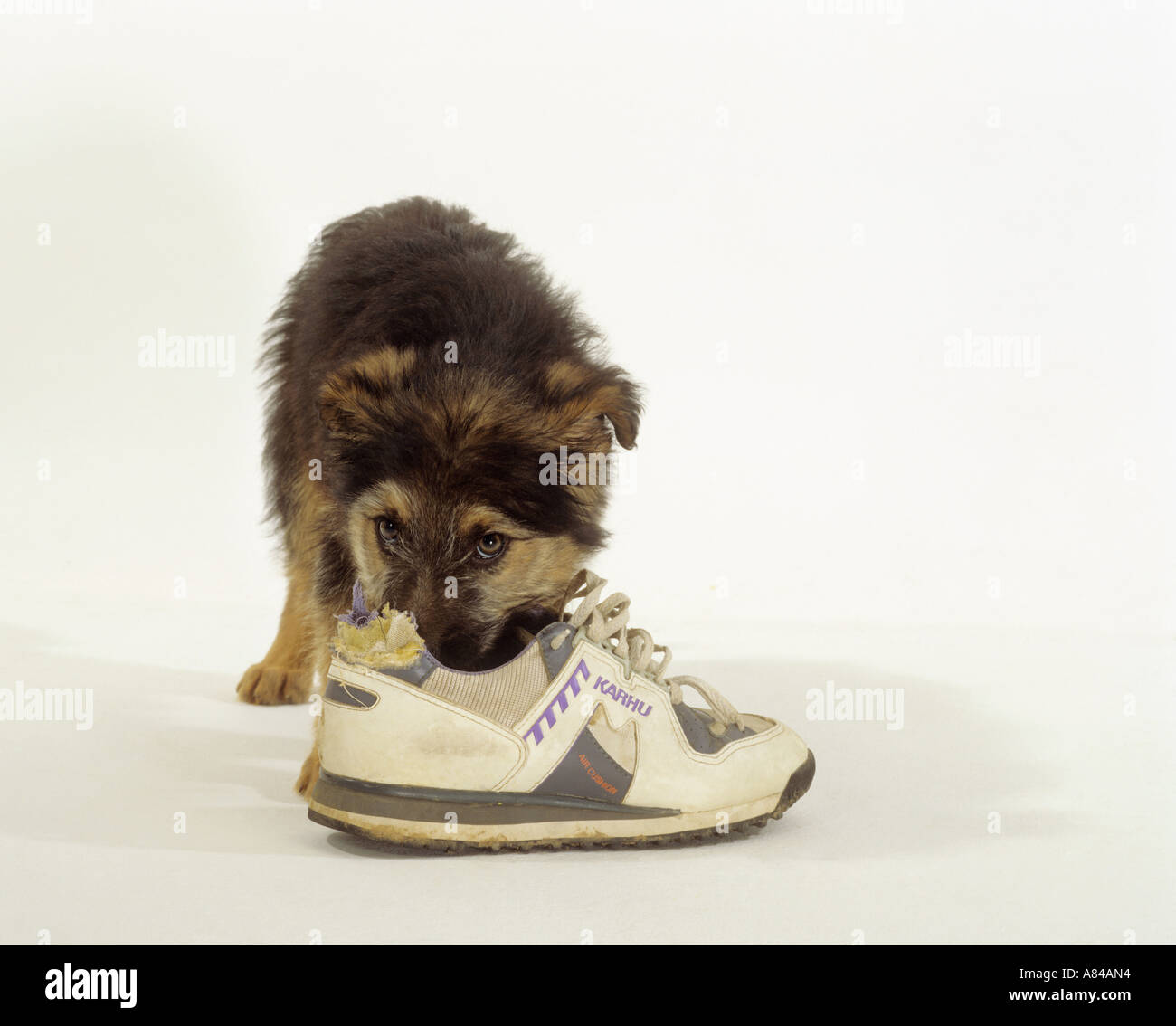Puppy chewing on shoe hi-res stock photography and images - Alamy