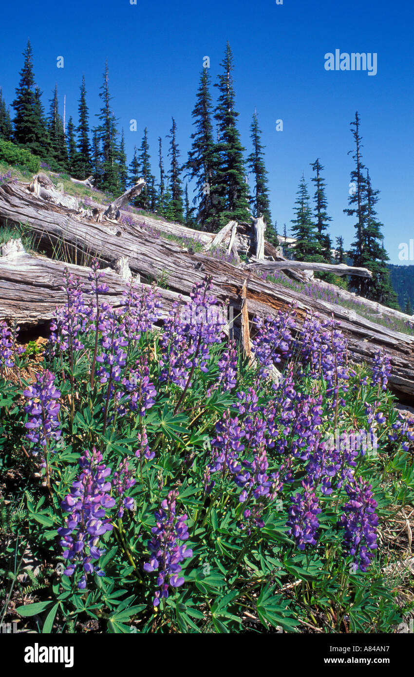Native plants of olympic national park hi-res stock photography and ...