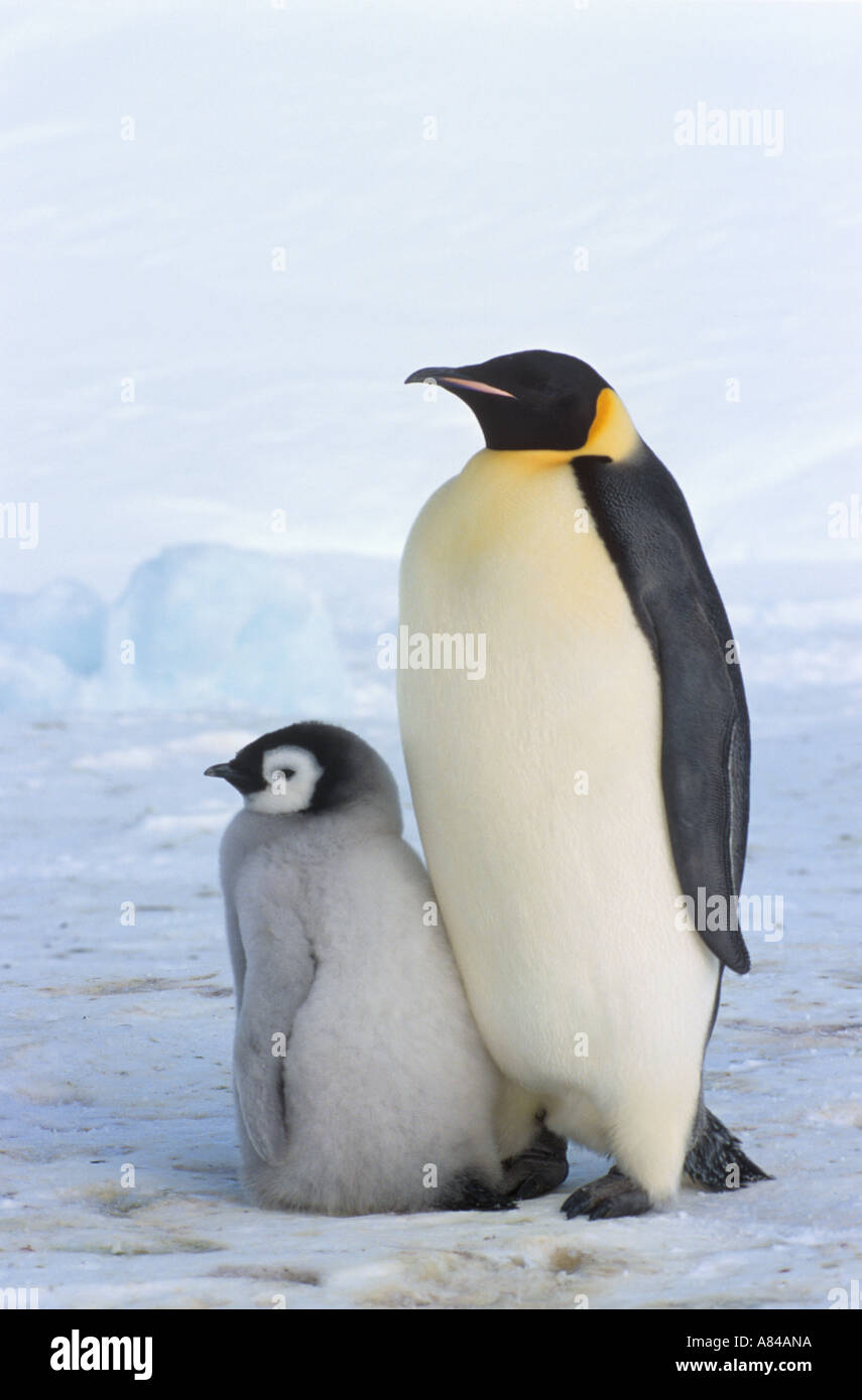 Emperor penguins cub hi-res stock photography and images - Alamy