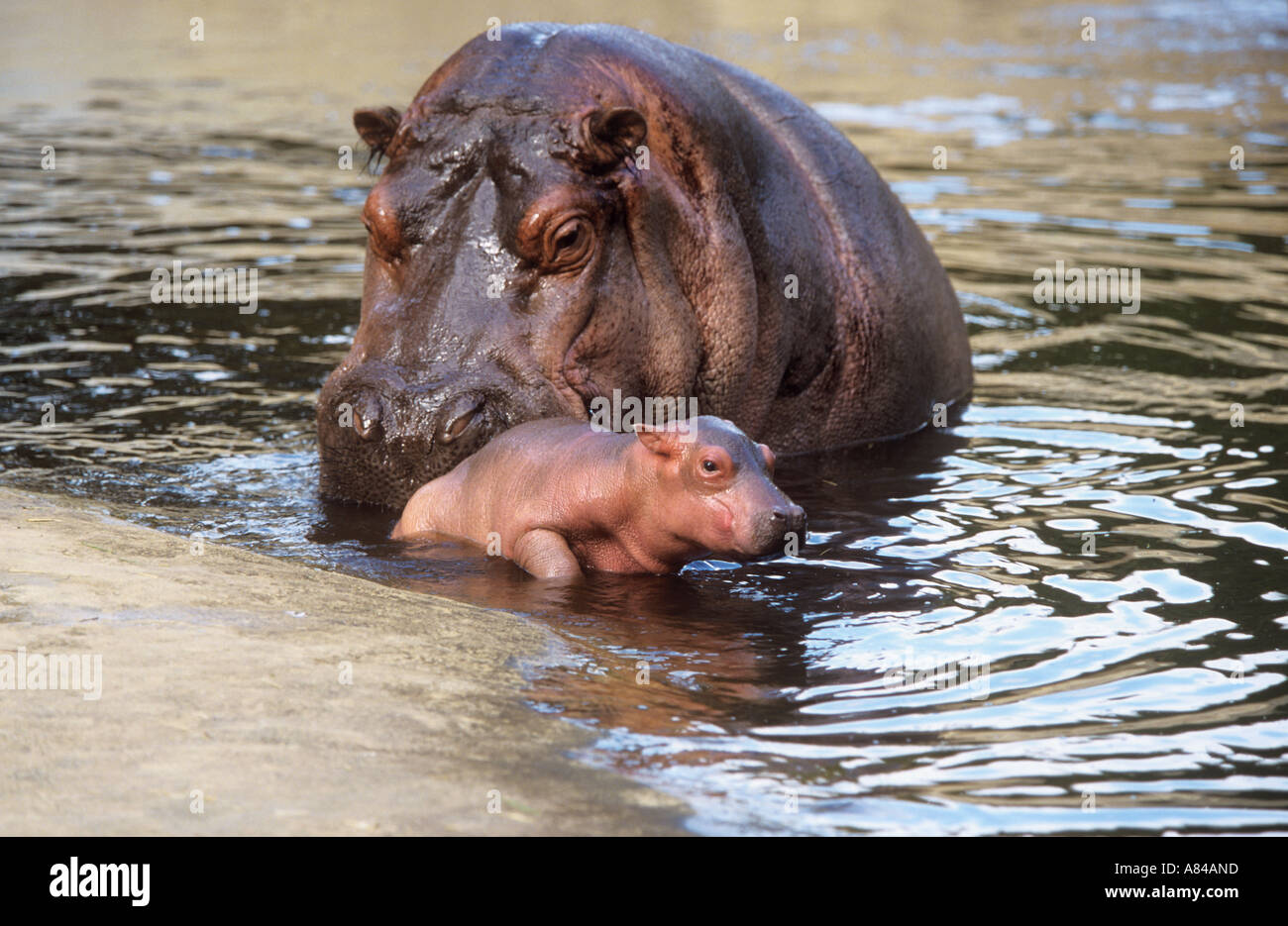 hippopotamus with cub / Hippopotamus amphibius Stock Photo - Alamy