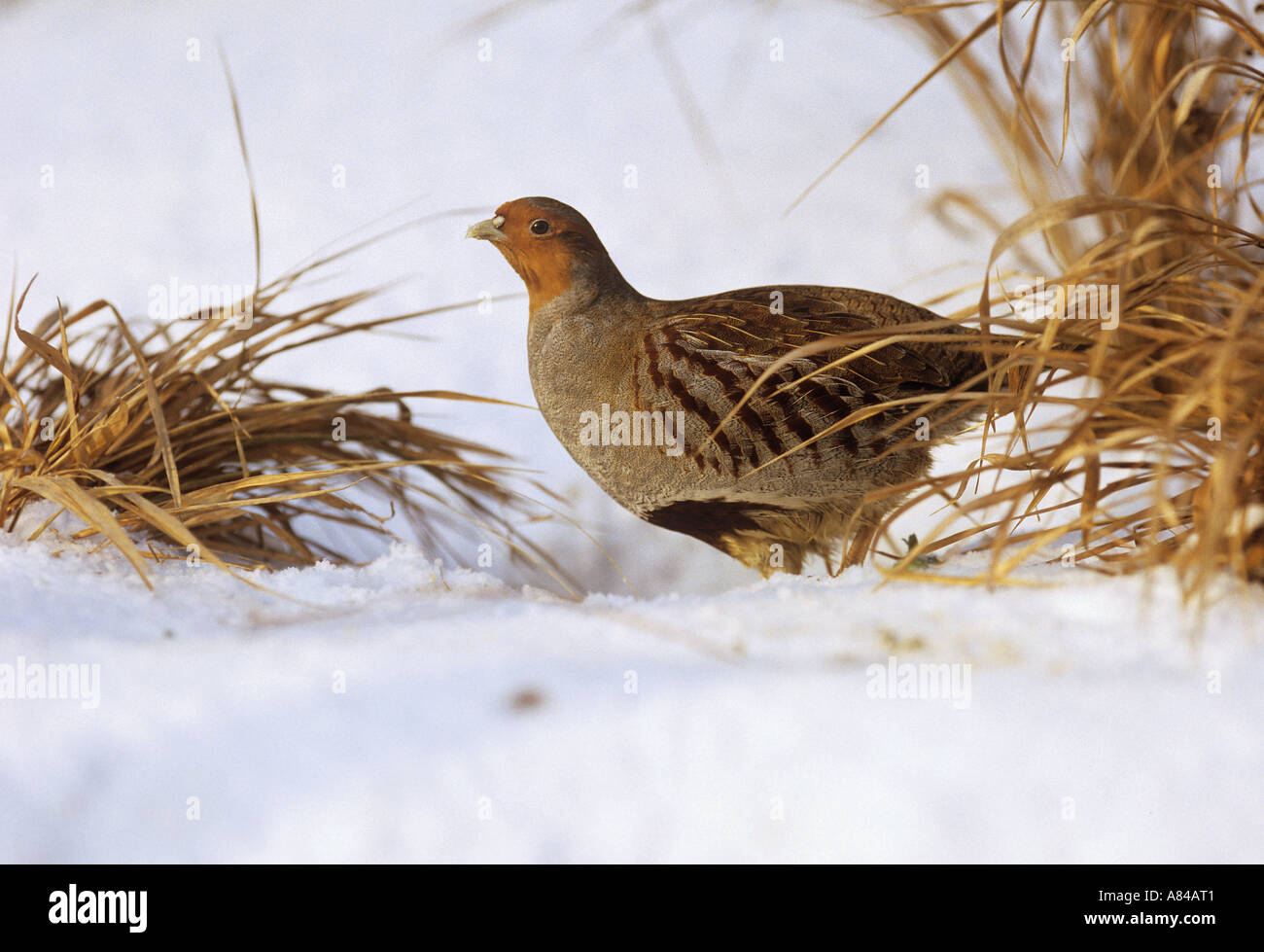 English partridge snow hi-res stock photography and images - Alamy