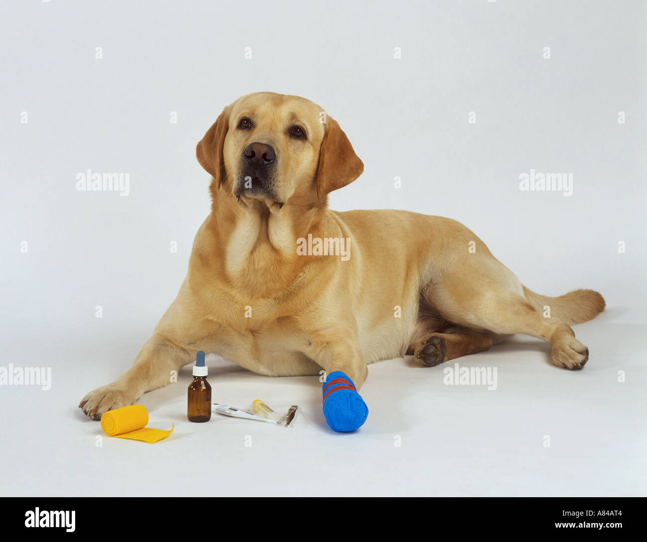 Dog with bandaged paw hi-res stock photography and images - Alamy