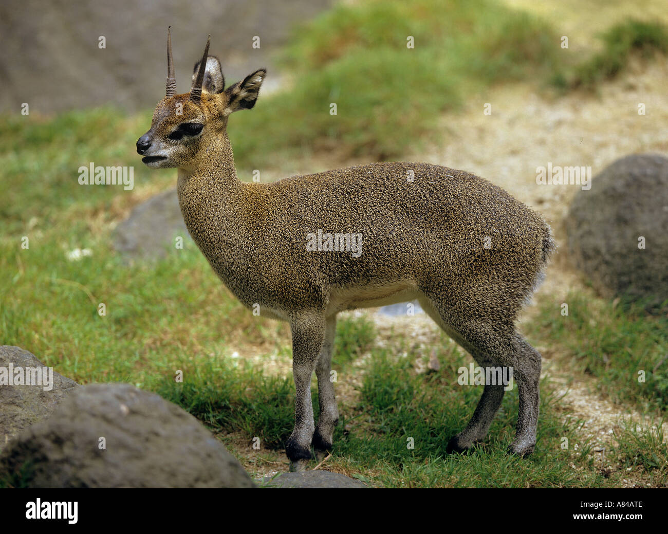 Klipspringers hi-res stock photography and images - Alamy