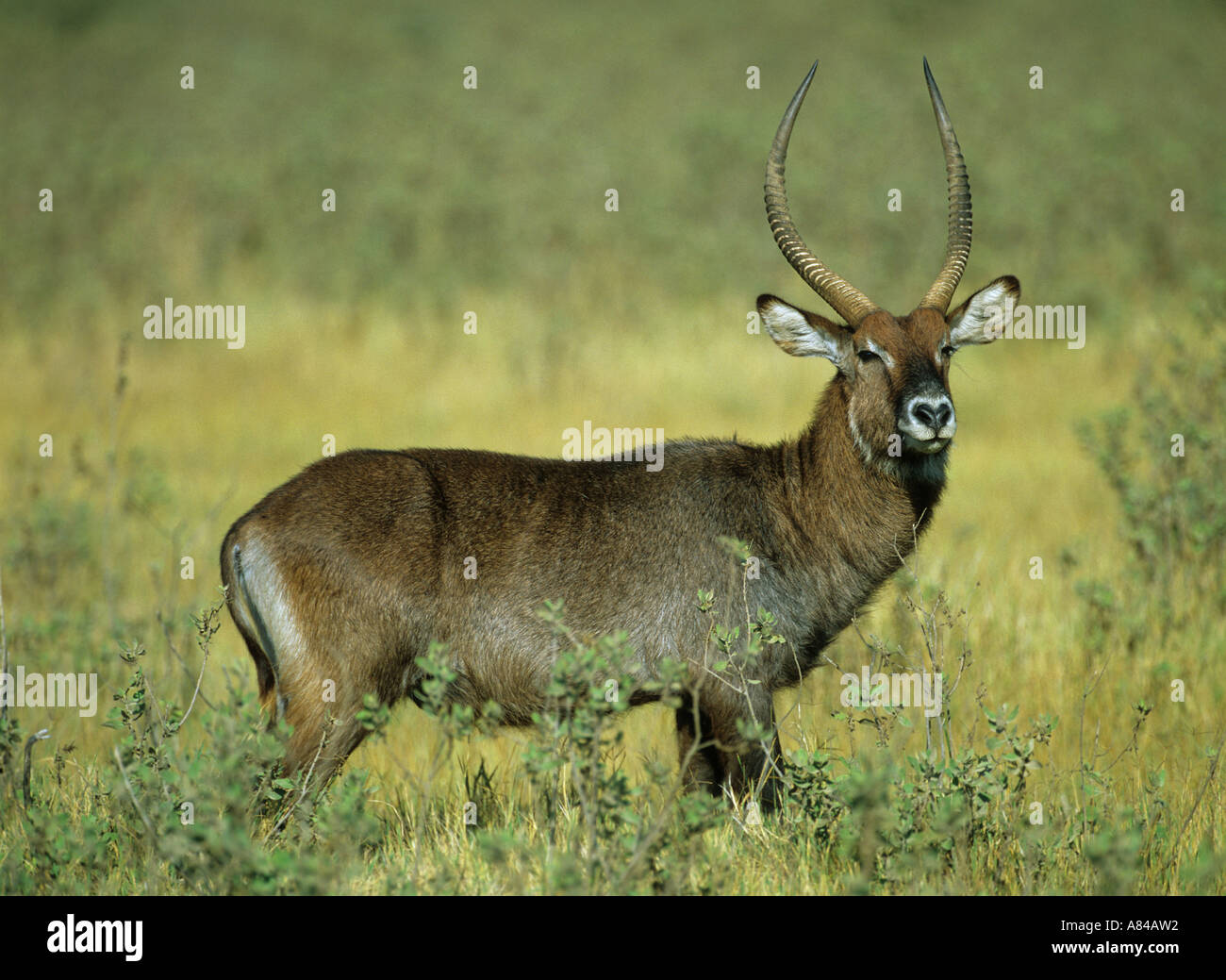 Defassa Waterbuck - standing / Kobus ellipsiprymnus defassa Stock Photo ...