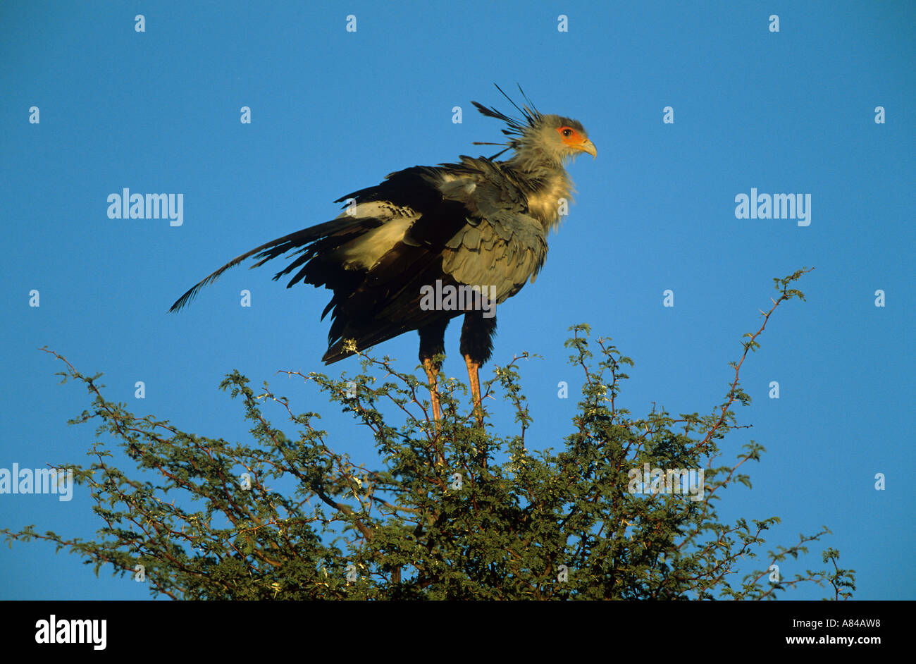 Secretary bird on tree / Sagittarius serpentarius Stock Photo - Alamy
