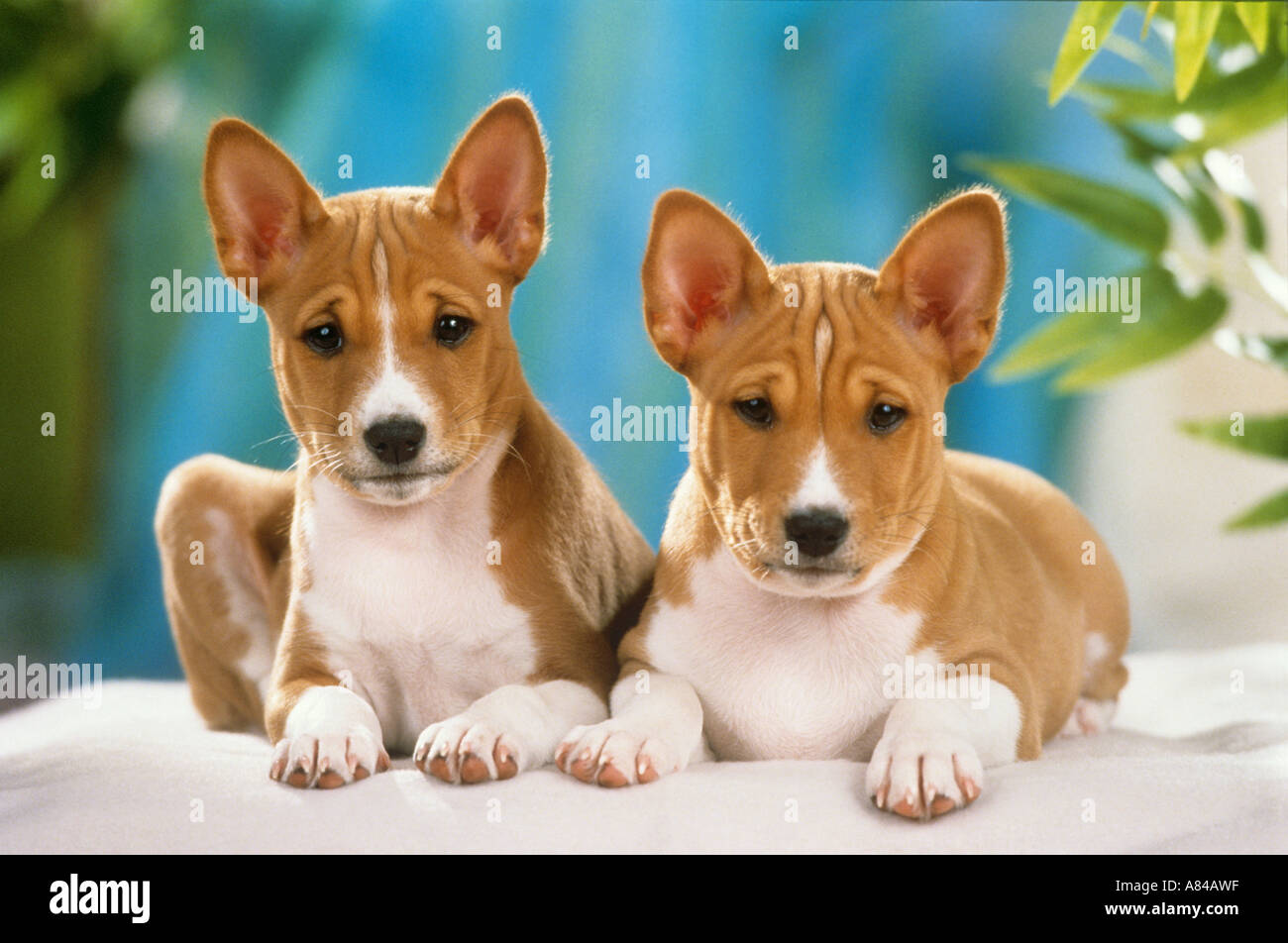 Basenji dog - two puppies - lying Stock Photo - Alamy
