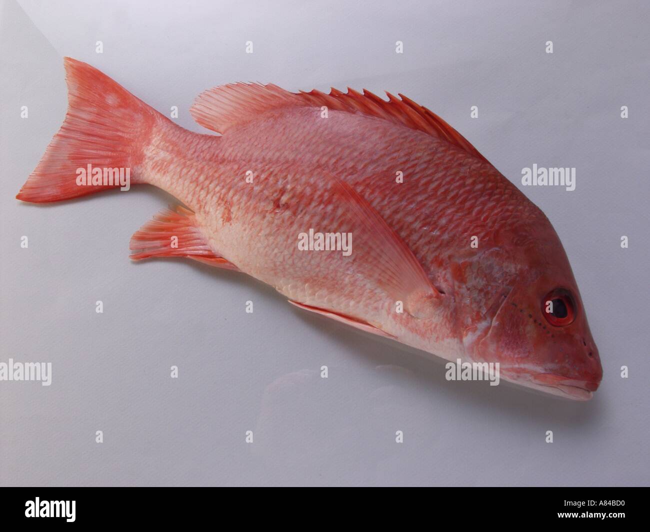 Snapper outline hi-res stock photography and images - Alamy