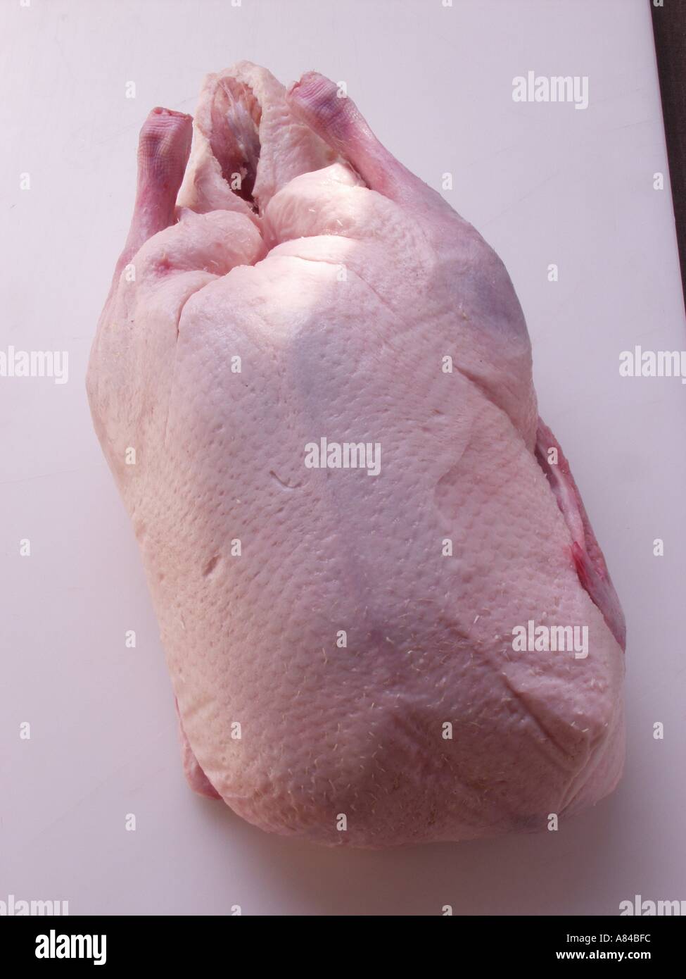 1 duck hi-res stock photography and images - Alamy