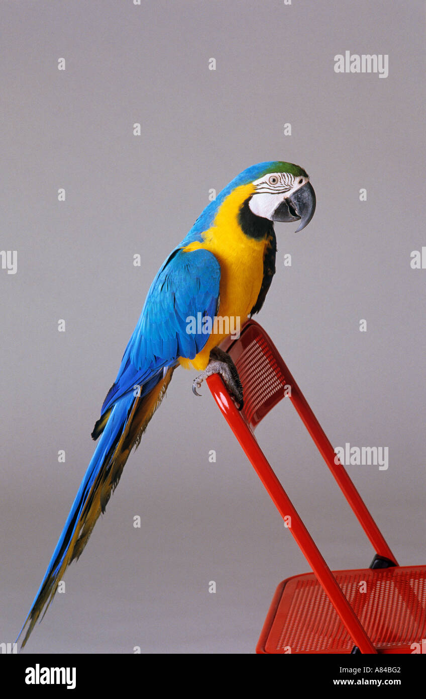 yellow-breasted macaw - on chair / Ara ararauna Stock Photo - Alamy