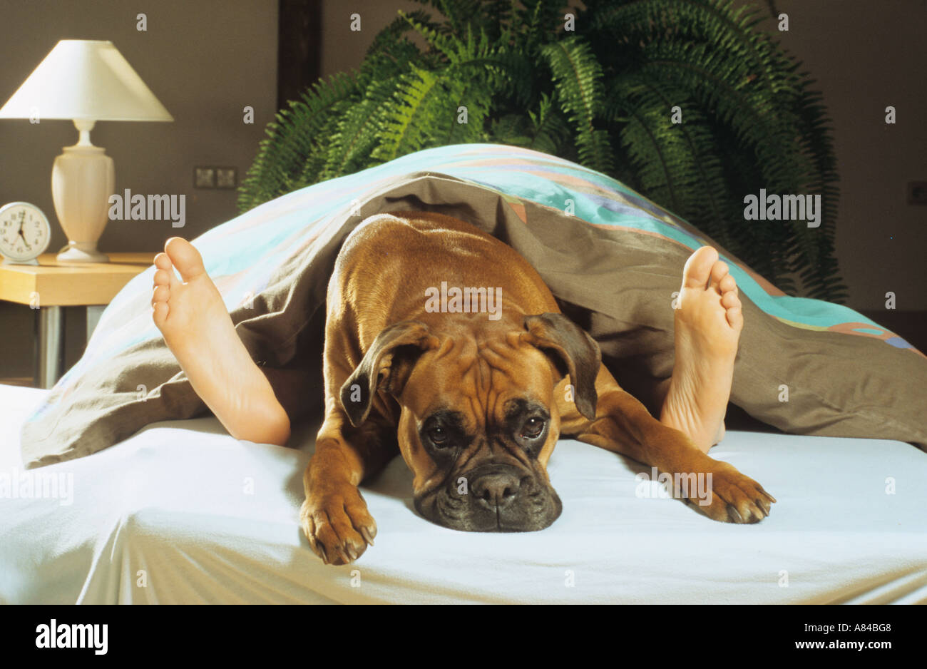 boxer - lying between feet Stock Photo - Alamy