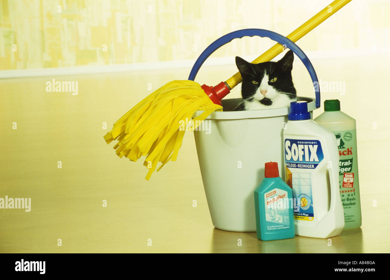 domestic cat in bucket Stock Photo - Alamy