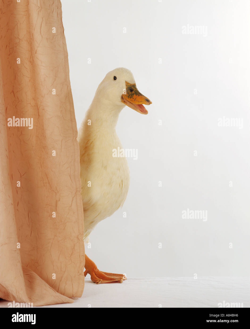 domestic goose - standing behind Stock Photo - Alamy