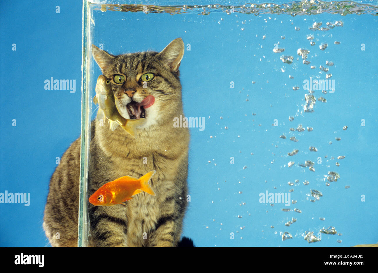 Cat behind fish tank hi-res stock photography and images - Alamy
