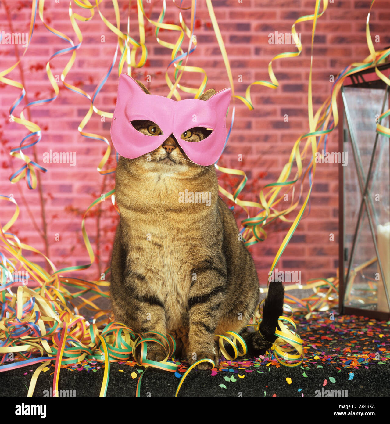 Cat mask hi-res stock photography and images - Alamy