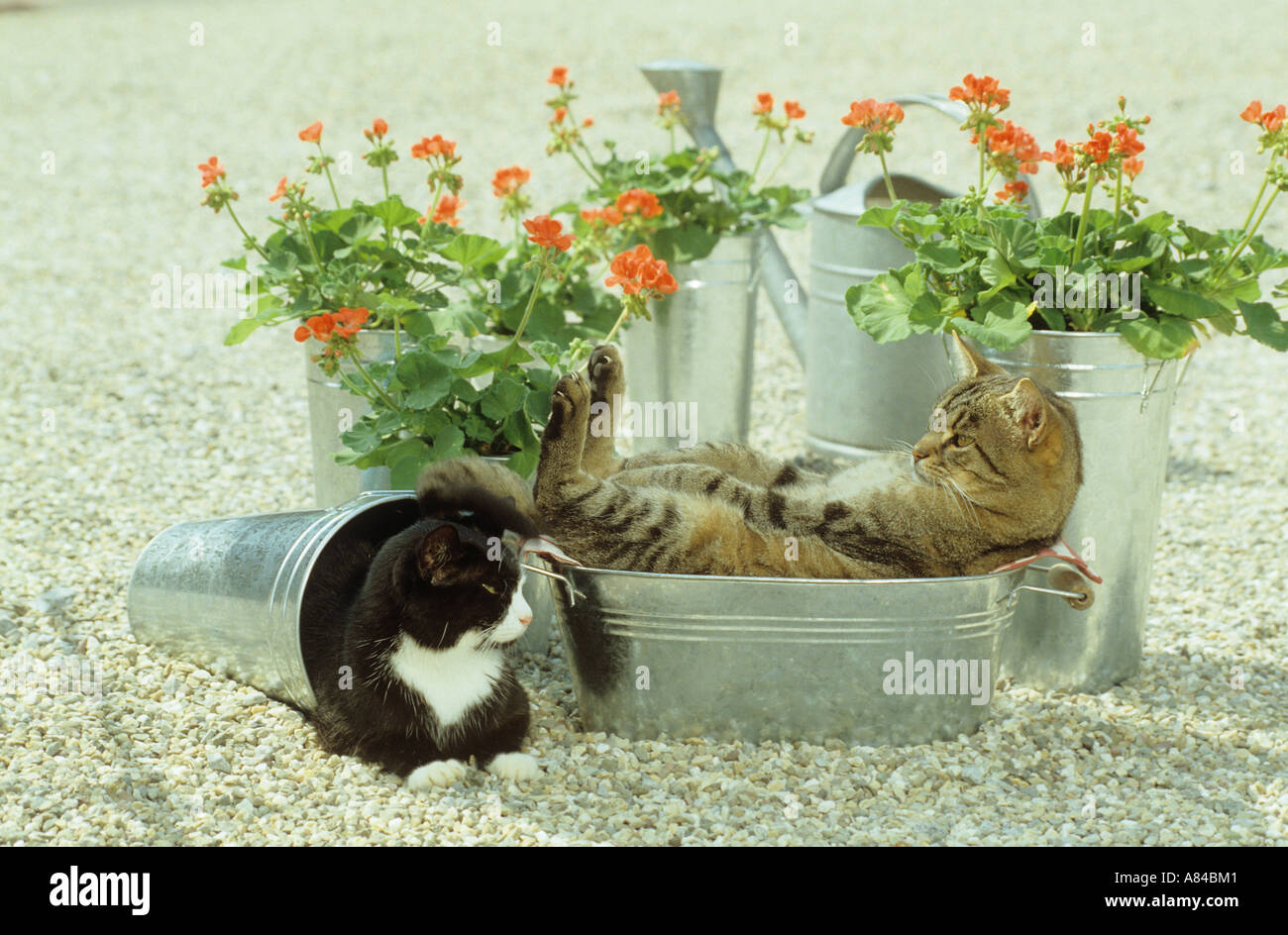 2 buckets hi-res stock photography and images - Alamy